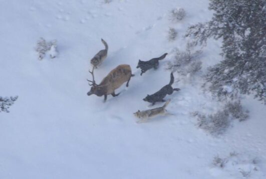 How Wolves Changed The Ecosystem Of Yellowstone National Park - City ...