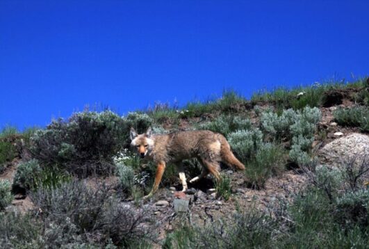 How Wolves Changed The Ecosystem Of Yellowstone National Park - City ...