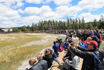 How Wolves Changed The Ecosystem Of Yellowstone National Park - City ...