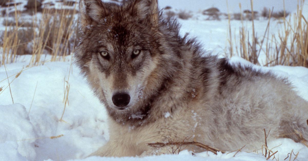 How Wolves Changed The Ecosystem Of Yellowstone National Park - City ...
