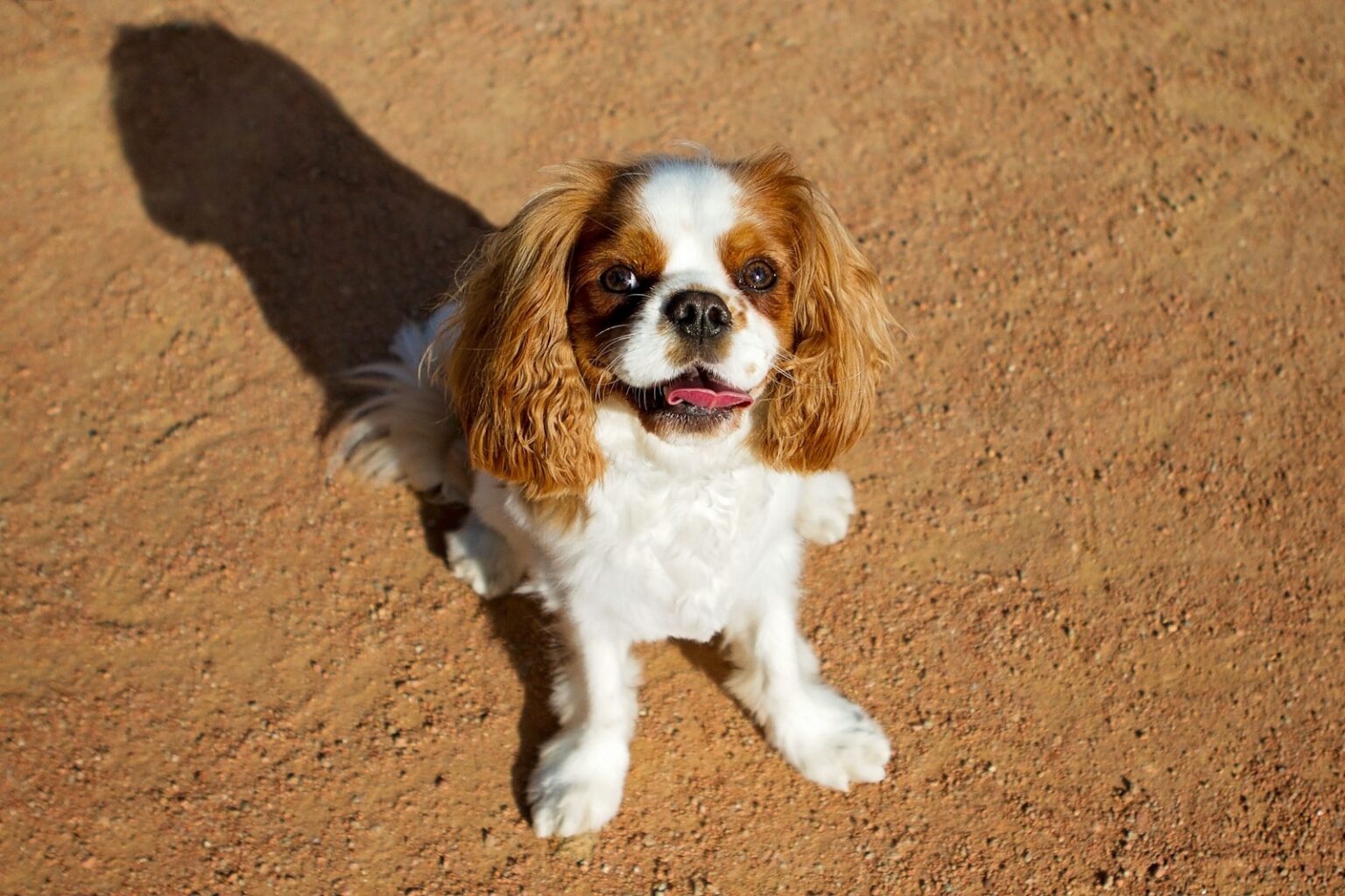 15 Friendliest Dog Breeds That Love People - City State Zip Code