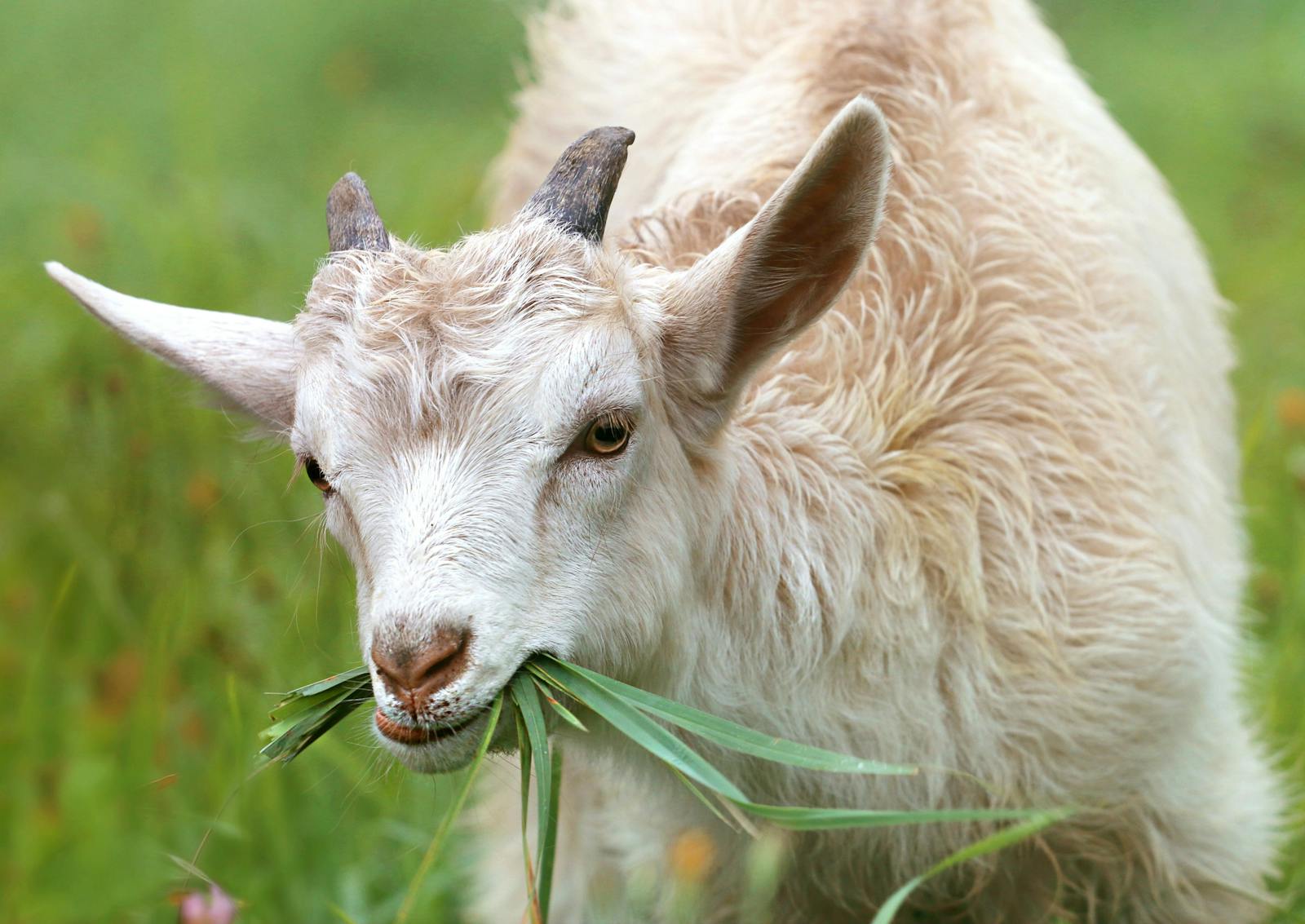 15 Things You Didn’t Know About Goats - City State Zip Code
