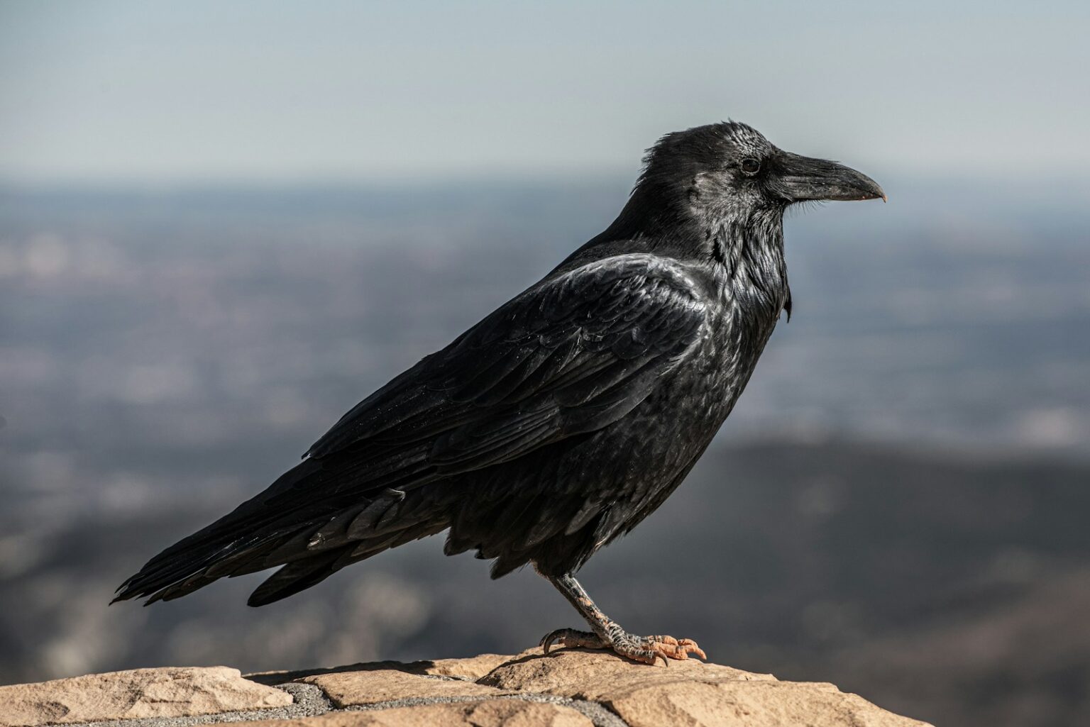 15 Things You Never Knew About Crows (But Should) - City State Zip Code