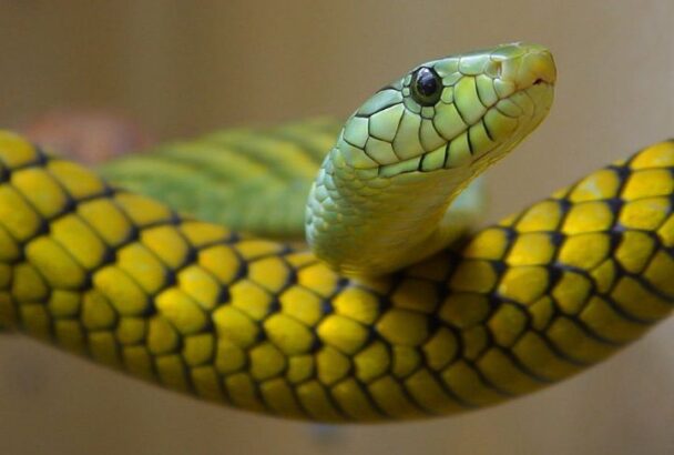 10 Killer Snakes That Make The World's Most Dangerous List - City State ...