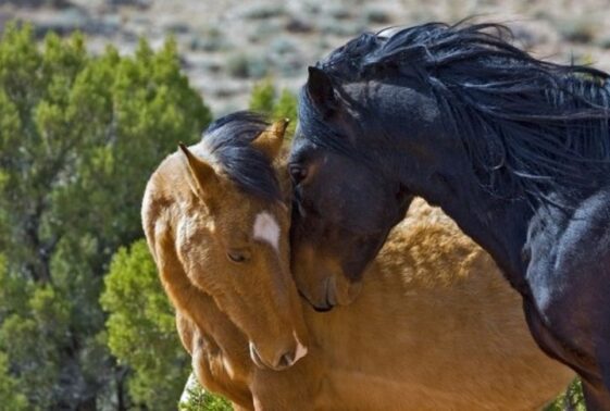 10 Places In The U.S. Where You Can Still Spot Wild Mustangs Today ...