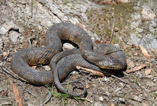 10 Snakes That Thrive In The Mississippi River Ecosystem - City State ...