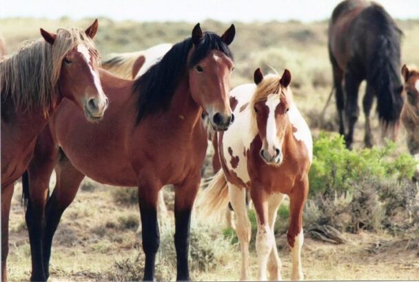 10 Places In The U.S. Where You Can Still Spot Wild Mustangs Today ...