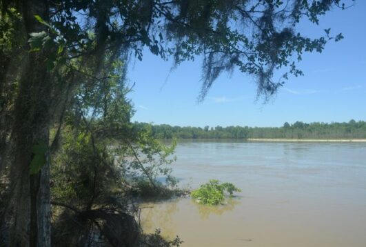 10 American Rivers Where Sharks Have Made Surprising Journeys Inland ...