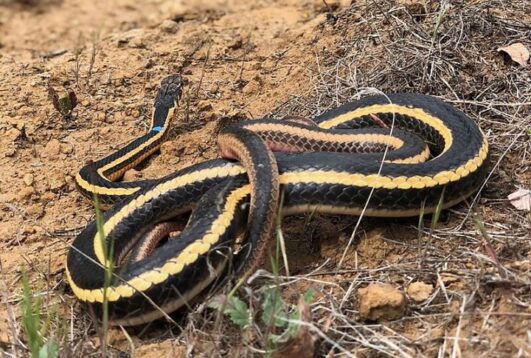 20 Native Californian Snakes And What You Should Know About Them - City ...