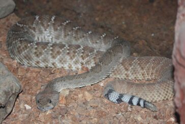 20 Native Californian Snakes And What You Should Know About Them - City ...