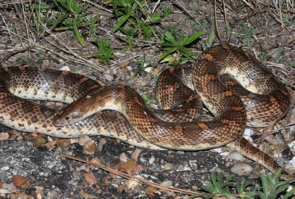 20 Native Californian Snakes And What You Should Know About Them - City ...