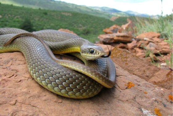 20 Native Californian Snakes And What You Should Know About Them - City ...